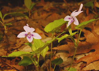 Get Your Botany On!: Roses Are Red, Violets Are... All Different Colors!