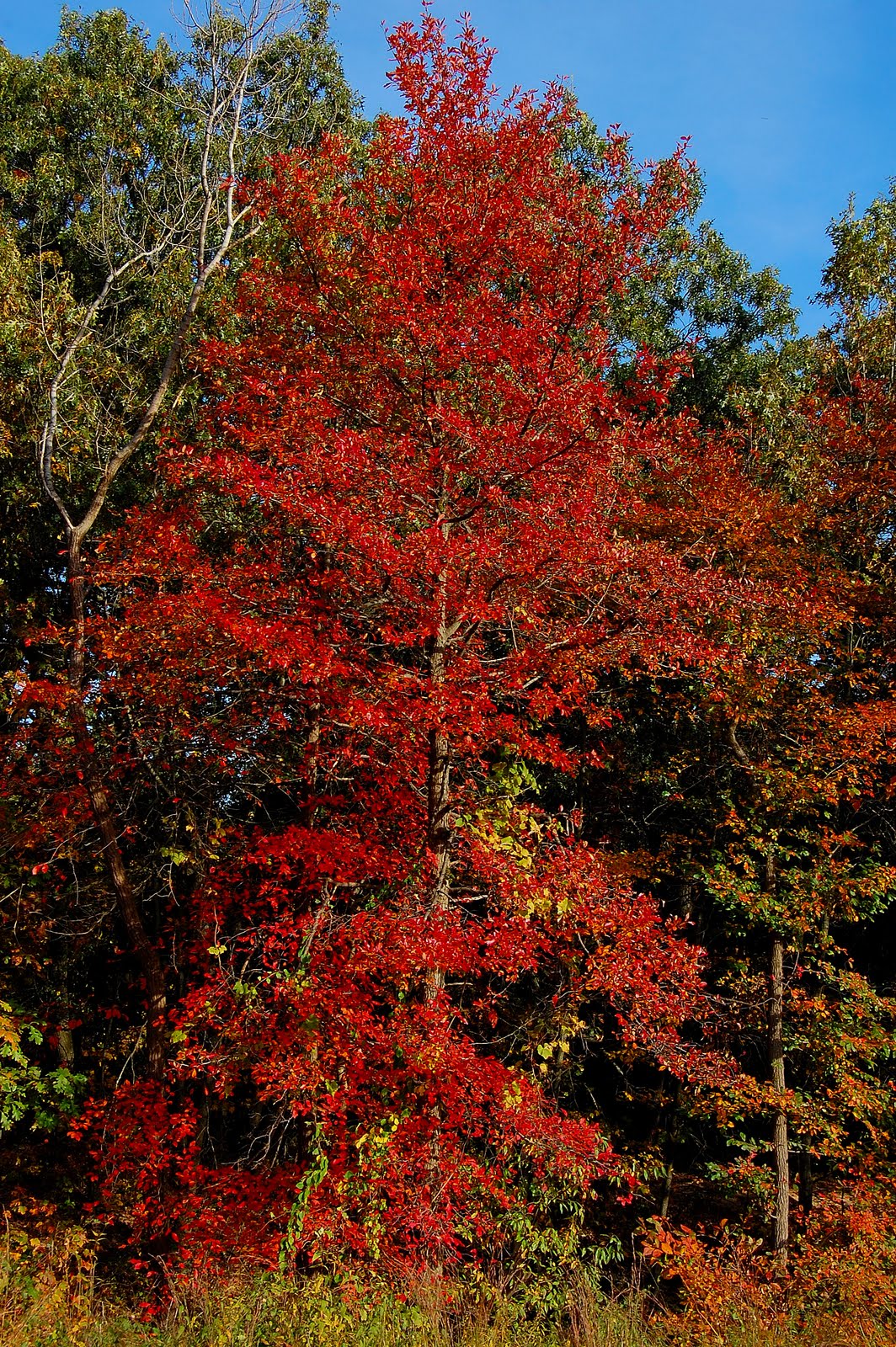 Get Your Botany On!: Early Fall Color in Northern Indiana