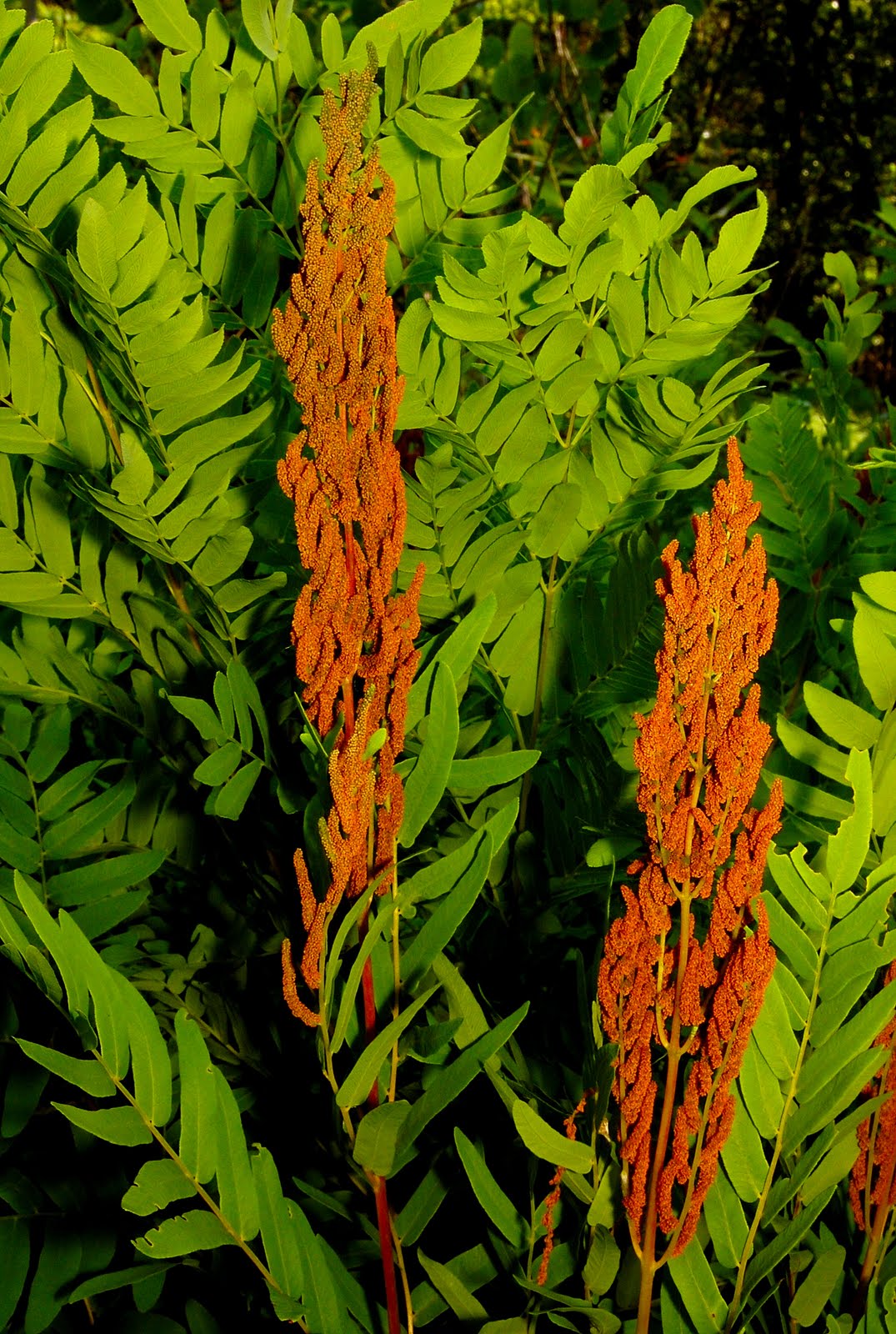 Get Your Botany On!: A Few Indiana Ferns, part 1