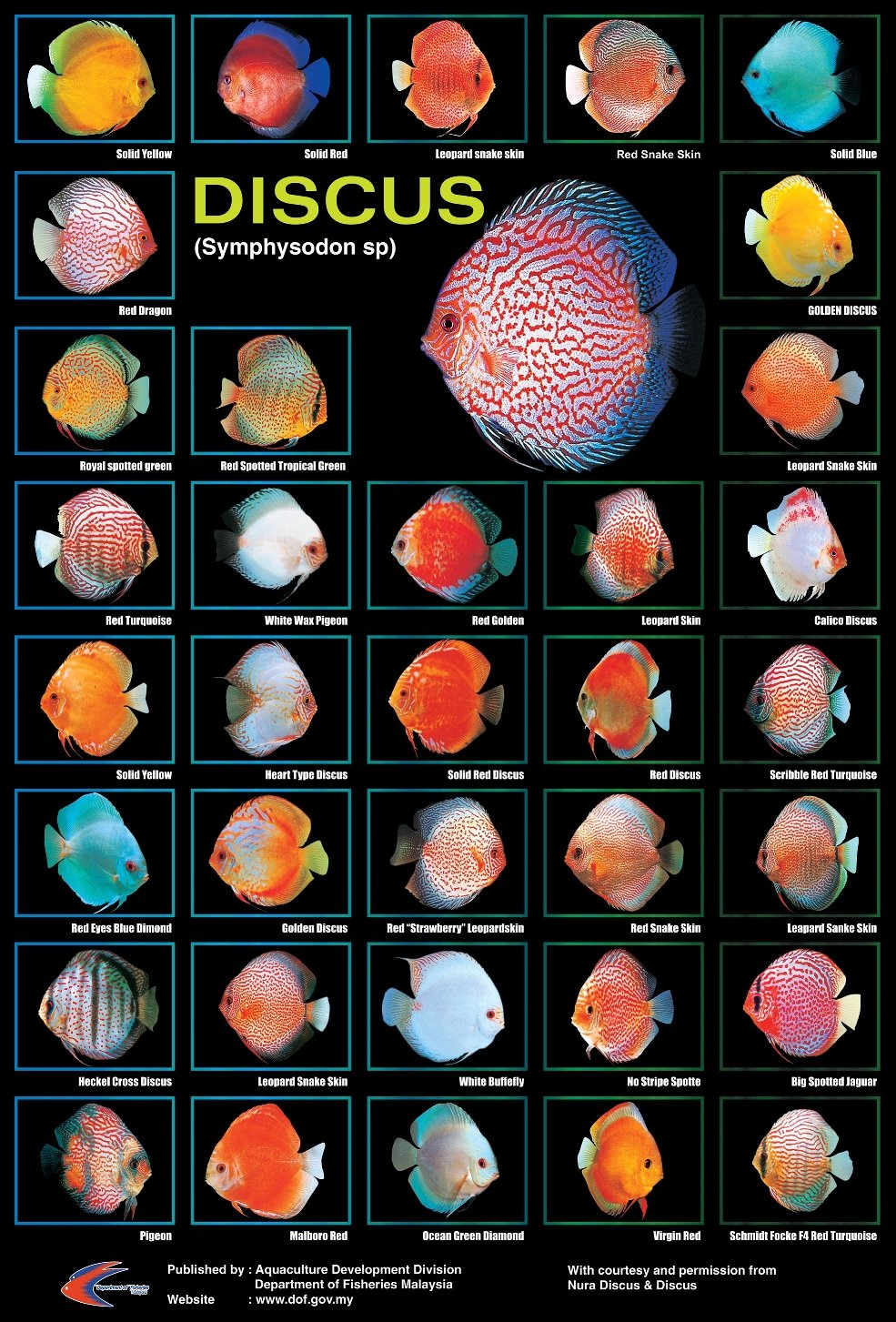 CTXDISCUS: Papas caseira para Discus