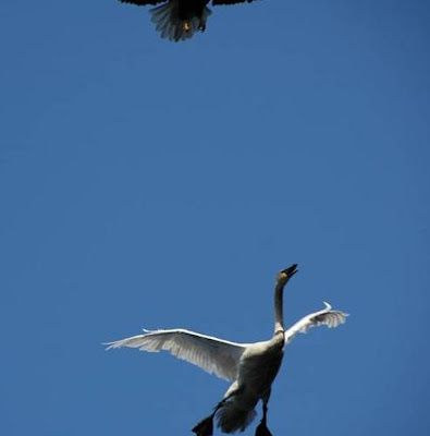 Bayou Renaissance Man: Some amazing photographs of predator and prey