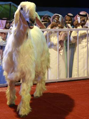 Bayou Renaissance Man: A beauty contest with a difference!