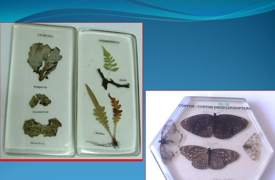 Cara Menciptakan Bioplastik (Awetan Spesimen Di Dalam Blok Plastik ...