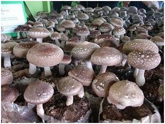 Cendawan Palong Enterprise: Jenis-Jenis Cendawan