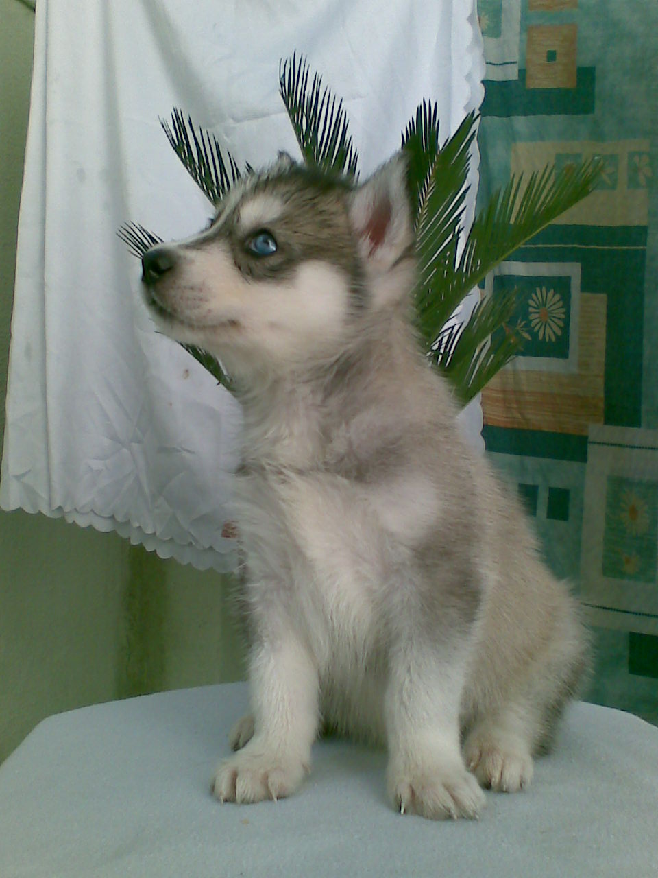 Blue eyes husky: pui husky siberian (linie rusia)