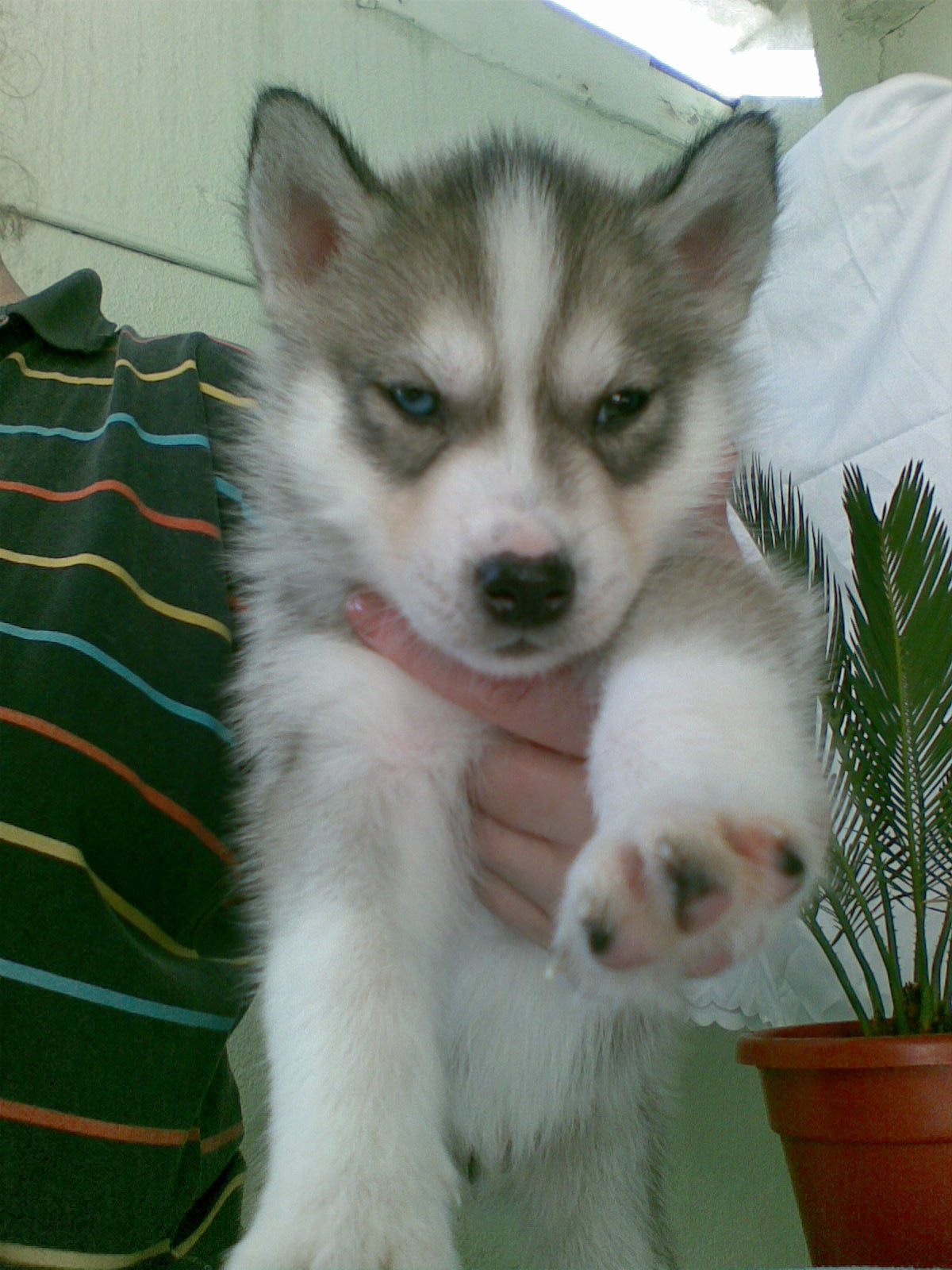 Blue eyes husky: pui husky siberian (linie rusia)