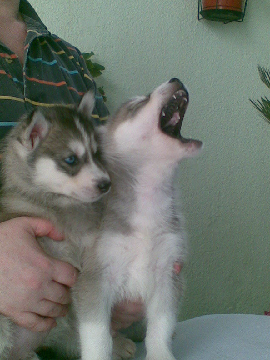Blue eyes husky: pui husky siberian (linie rusia)