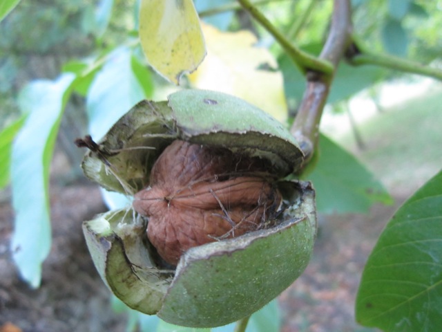 Temple of Leaves: Fresh Walnuts