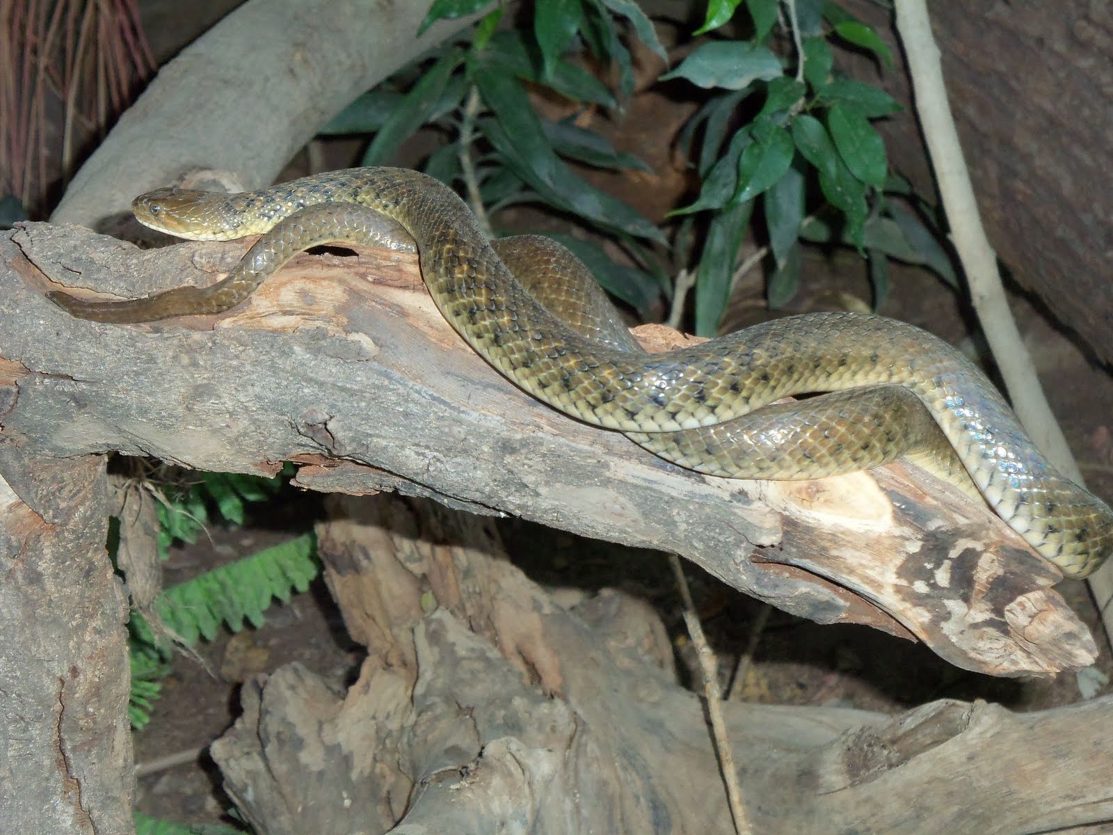 San Clicks: नाग (Spectacled Cobra)