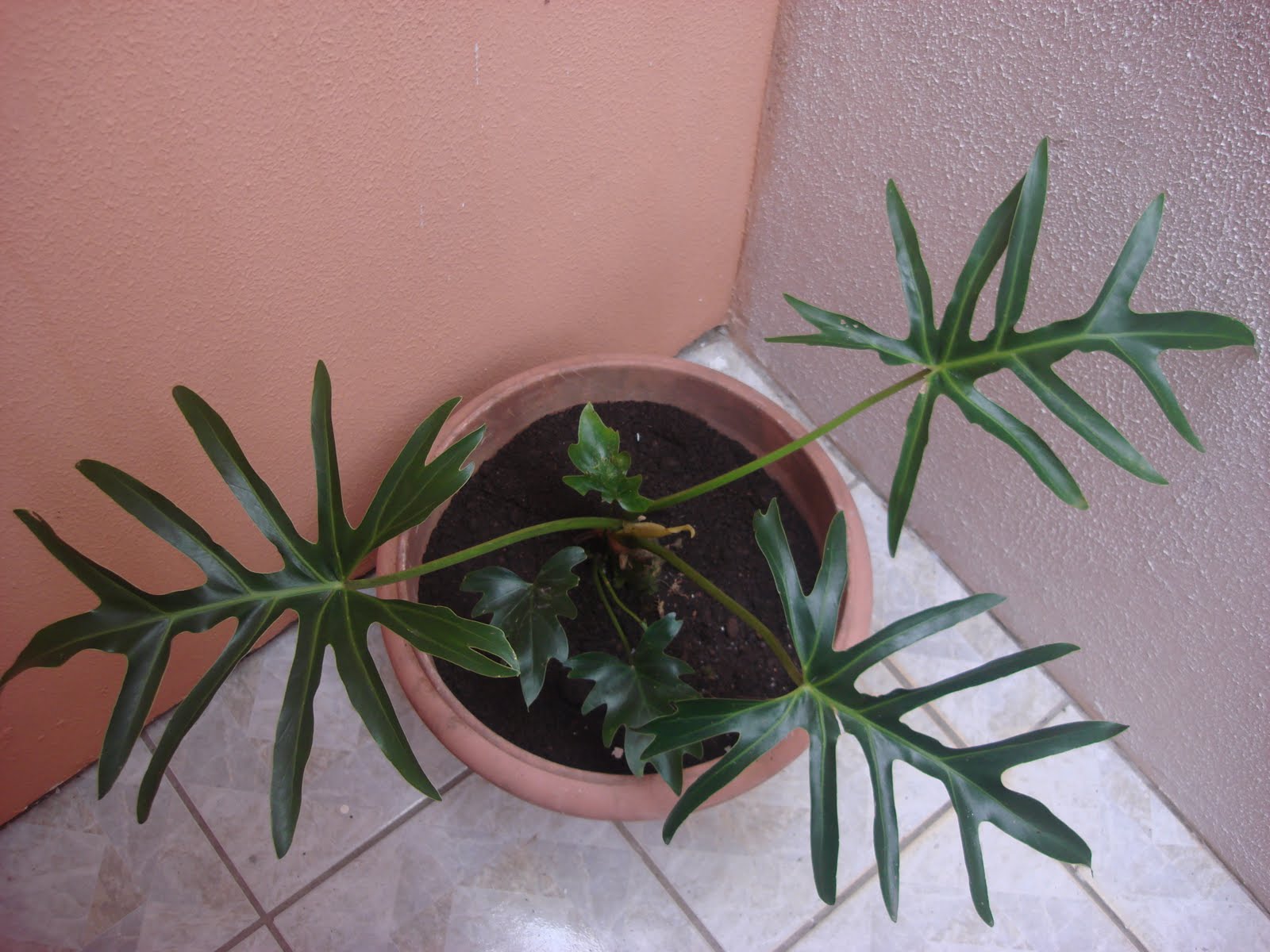 Costela-de-adão e guaimbê... - Jeito de Casa - Blog de Decoração e ...