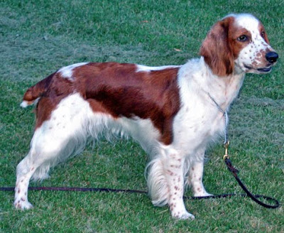 Welsh Springer Spaniel ~ Medium Dog Breeds