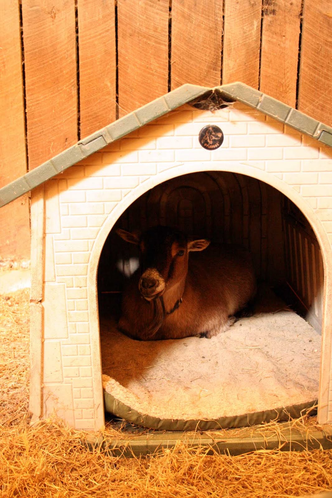 My Home Farm: Extreme (Goat) Home Makeover