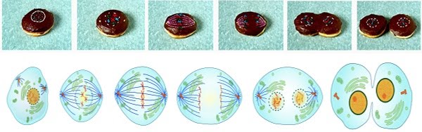 Biologia Celular: Prometafase (Profase tardía)