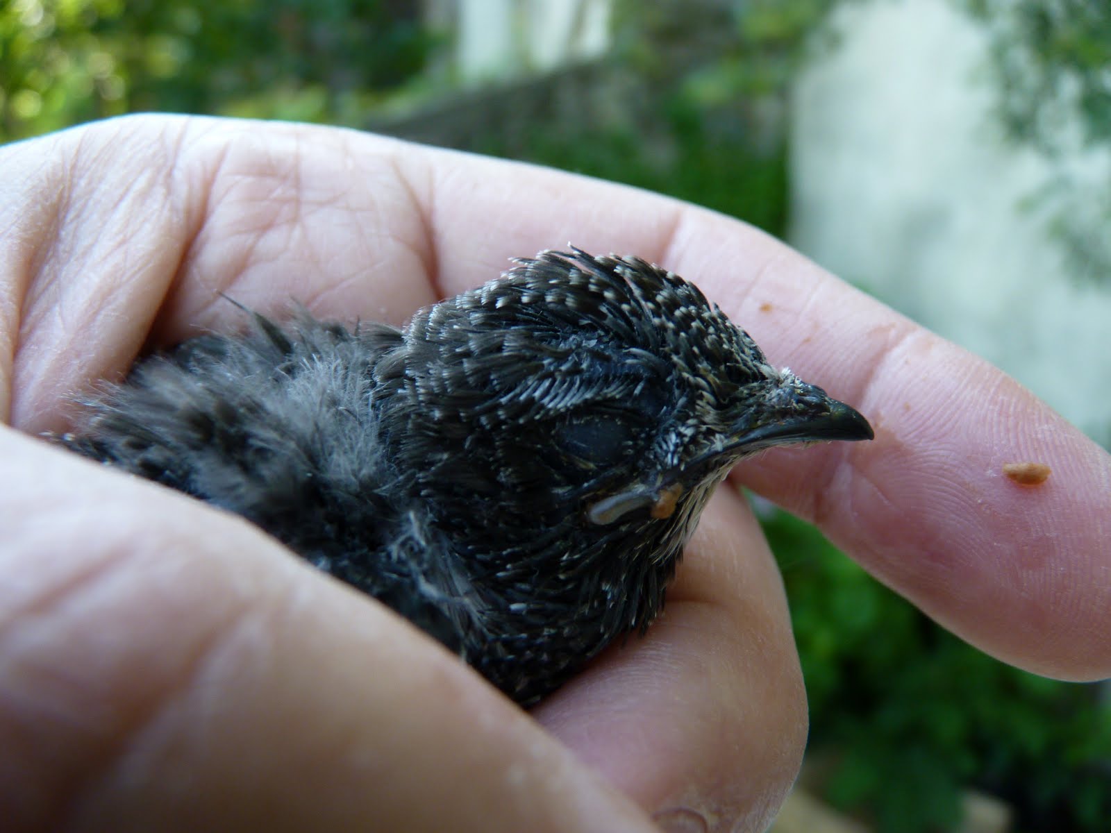 AU DELA DES RÊVES: LA SAGA DES MARTIN(S), LES BEBES MARTINETS