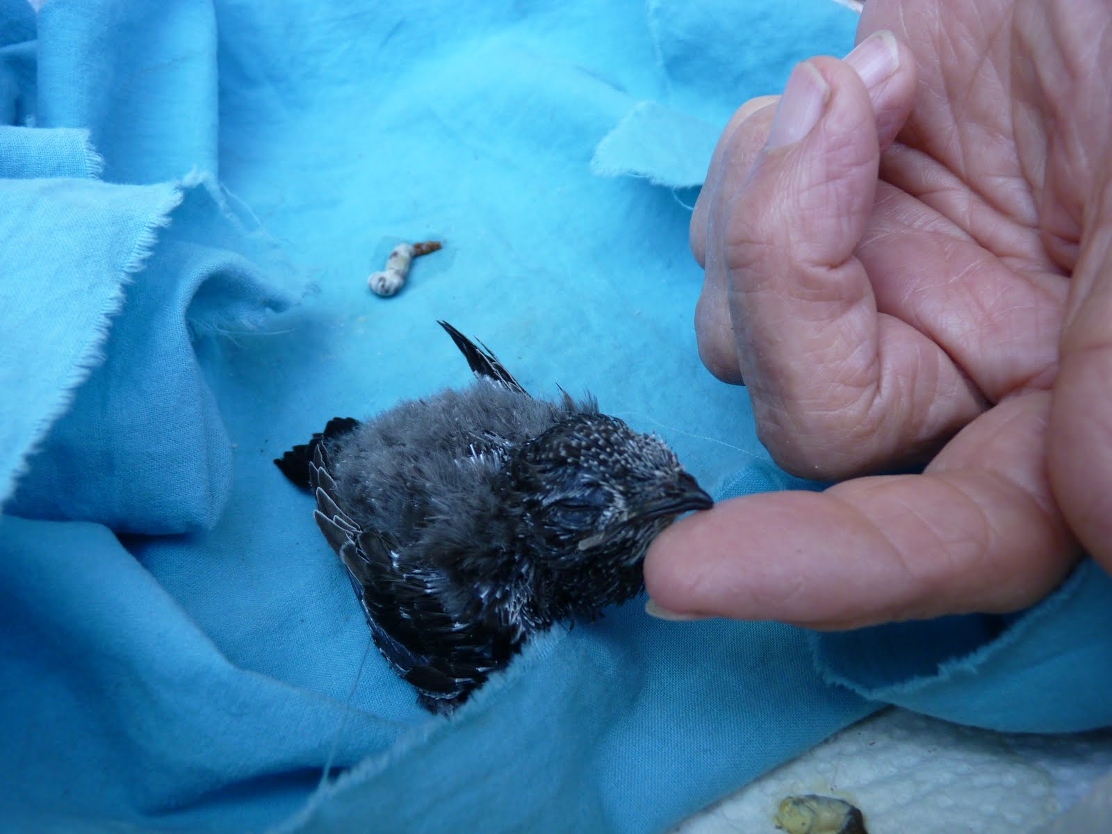 AU DELA DES RÊVES: LA SAGA DES MARTIN(S), LES BEBES MARTINETS