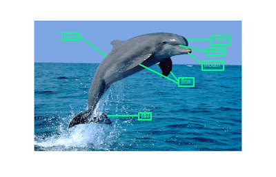 ENGLISH1XESO: Parts of the body-Dolphin