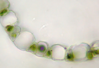 Bryophytes of Central and Northern Europe: Sphagnum riparium