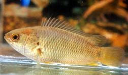 FAMAN ENTERPRISE: PENTERNAK IKAN PUYU SIAM