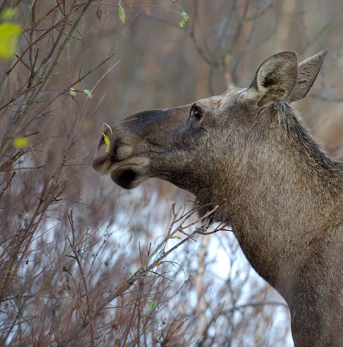 Robin Jenssen/NN: MER ELG