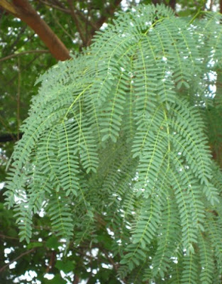 a miracle of Ipil ipil tree and other unique trees: Ipil ipil ree