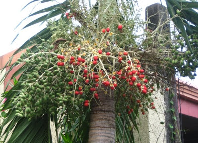 a miracle of Ipil ipil tree and other unique trees: Manila palm