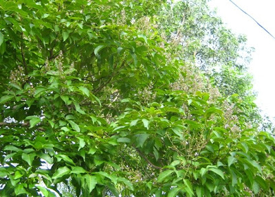 a miracle of Ipil ipil tree and other unique trees: Molave