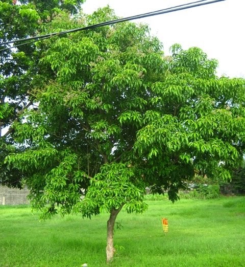 a miracle of Ipil ipil tree and other unique trees: Molave