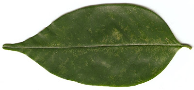 a miracle of Ipil ipil tree and other unique trees: Narra