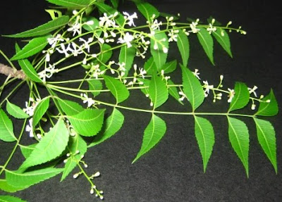a miracle of Ipil ipil tree and other unique trees: Neem