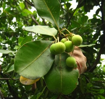 a miracle of Ipil ipil tree and other unique trees: Palomaria