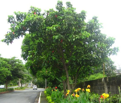 The Santol Tree Indigenous Plants In The Philippines