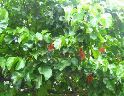 a miracle of Ipil ipil tree and other unique trees: Santol