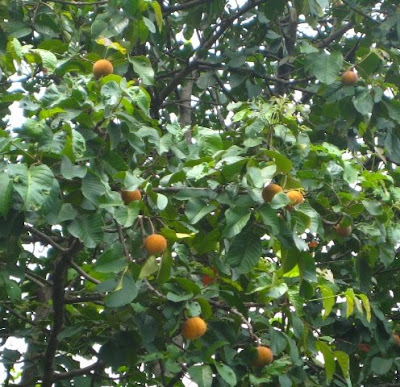 a miracle of Ipil ipil tree and other unique trees: Santol