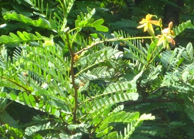 a miracle of Ipil ipil tree and other unique trees: Sampalok