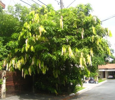 a miracle of Ipil ipil tree and other unique trees: Saraca tree