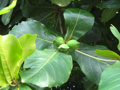 a miracle of Ipil ipil tree and other unique trees: Talisay