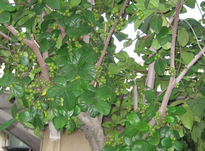 a miracle of Ipil ipil tree and other unique trees