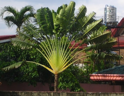a miracle of Ipil ipil tree and other unique trees