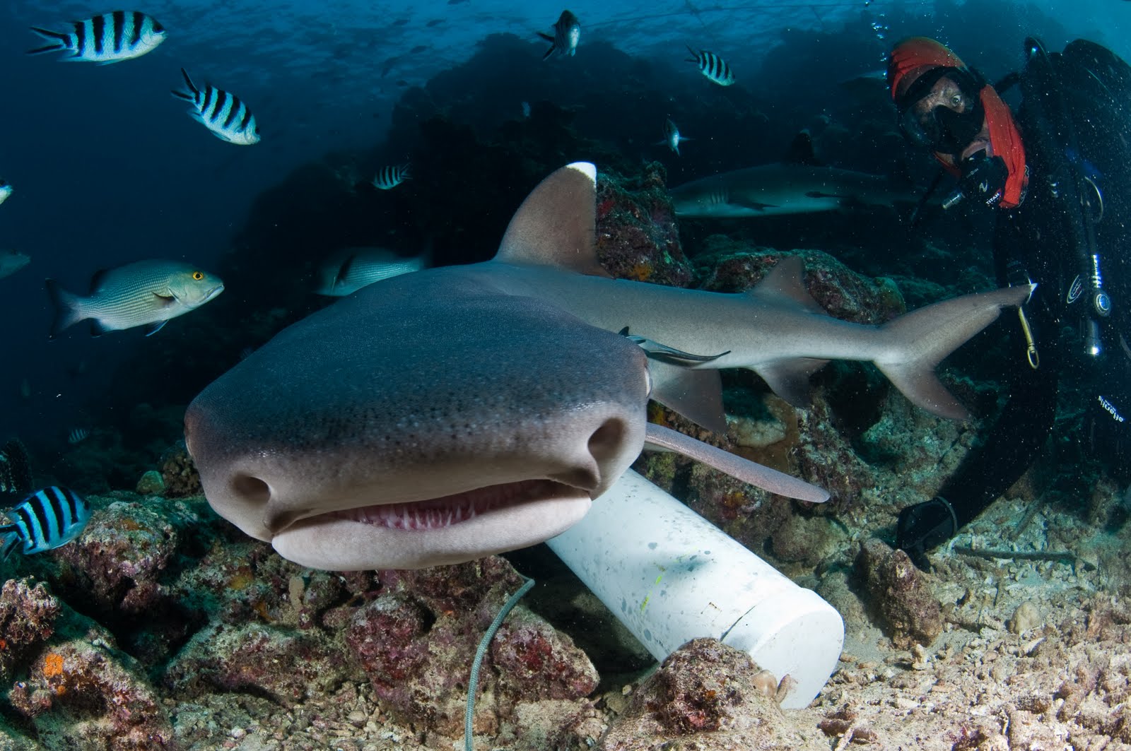 The Best Shark Dive in the World!: International Year of Biodiversity ...