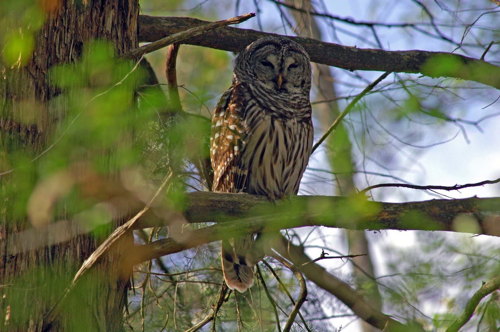 Speaking From The Ranch: Birds of Prey-Barred Owls