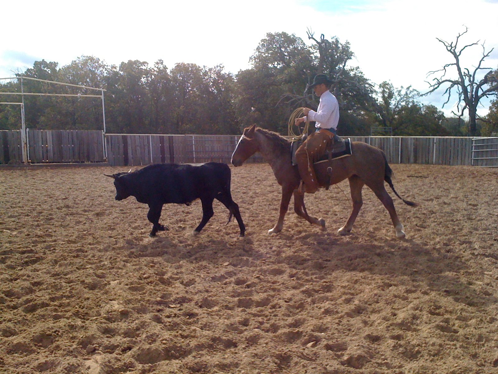 Teryn Muench Performance Horses