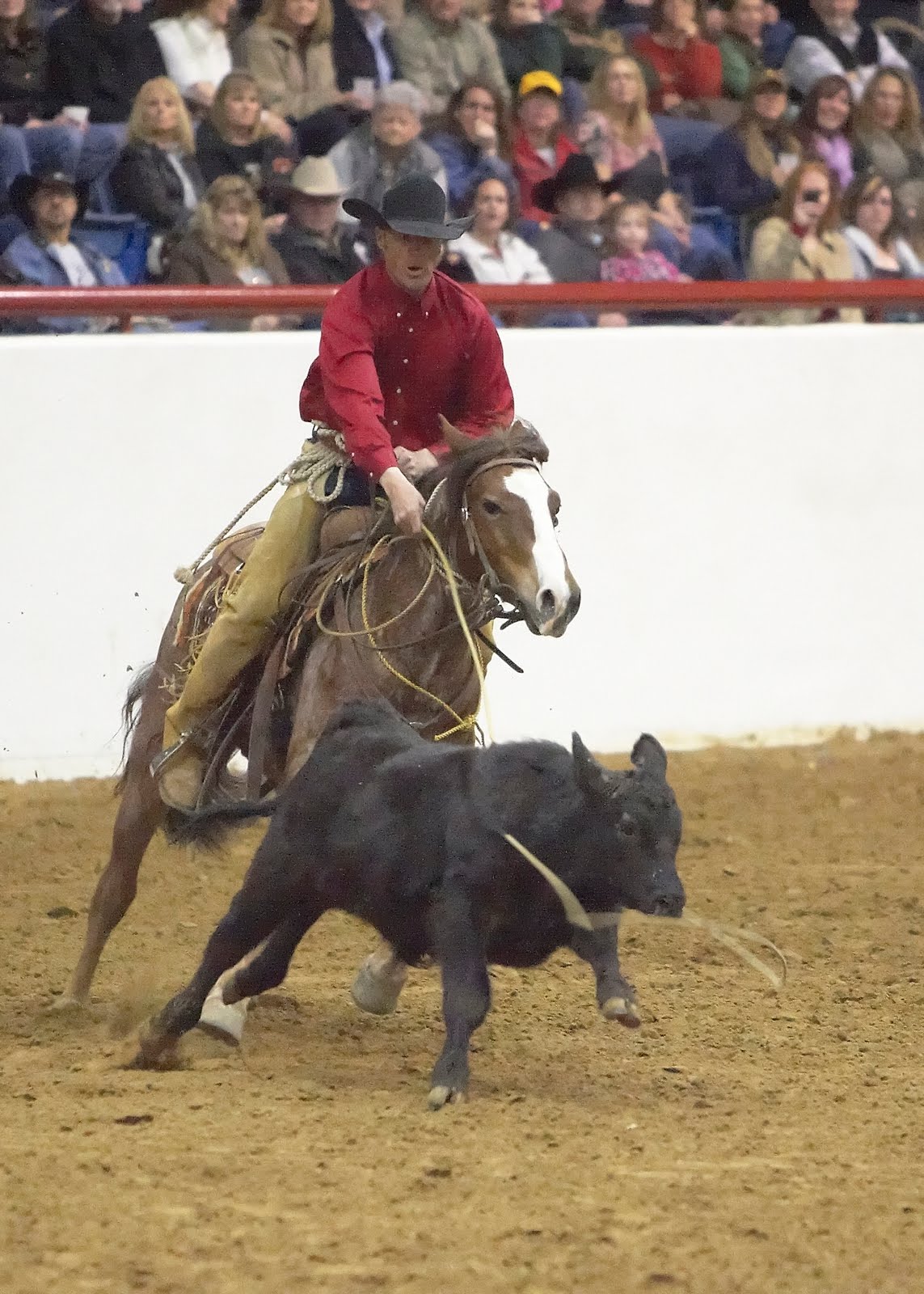 Teryn Muench Performance Horses