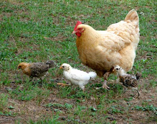 Bean Berries: I Want Chickens!