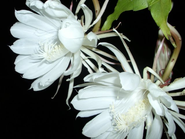 FLORA DA SERRA - Raízes da Mantiqueira: A NOVA APARIÇÃO DA FLOR-DA-LUA