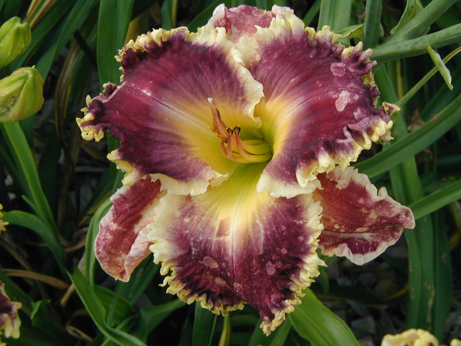 Springwood Gardens: GNASHING OF TEETH