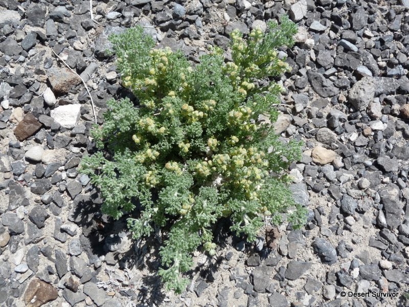 A Plant a Day: Bud Sagebrush-Picrothamnus desertorum