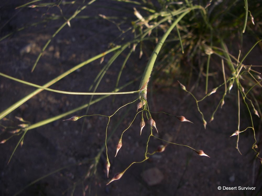 A Plant a Day: Indian Rice Grass-Acnatherum hymenoides