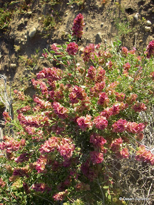 A Plant a Day: Spiny Hopsage-Grayia spinosa