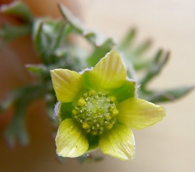 A Plant a Day: Bur Buttercup-Ceratocephala testiculata