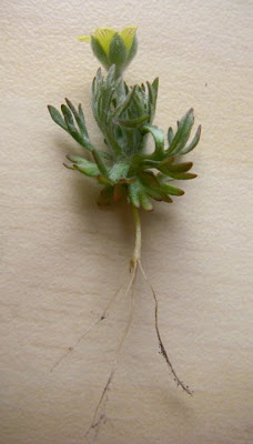 A Plant a Day: Bur Buttercup-Ceratocephala testiculata